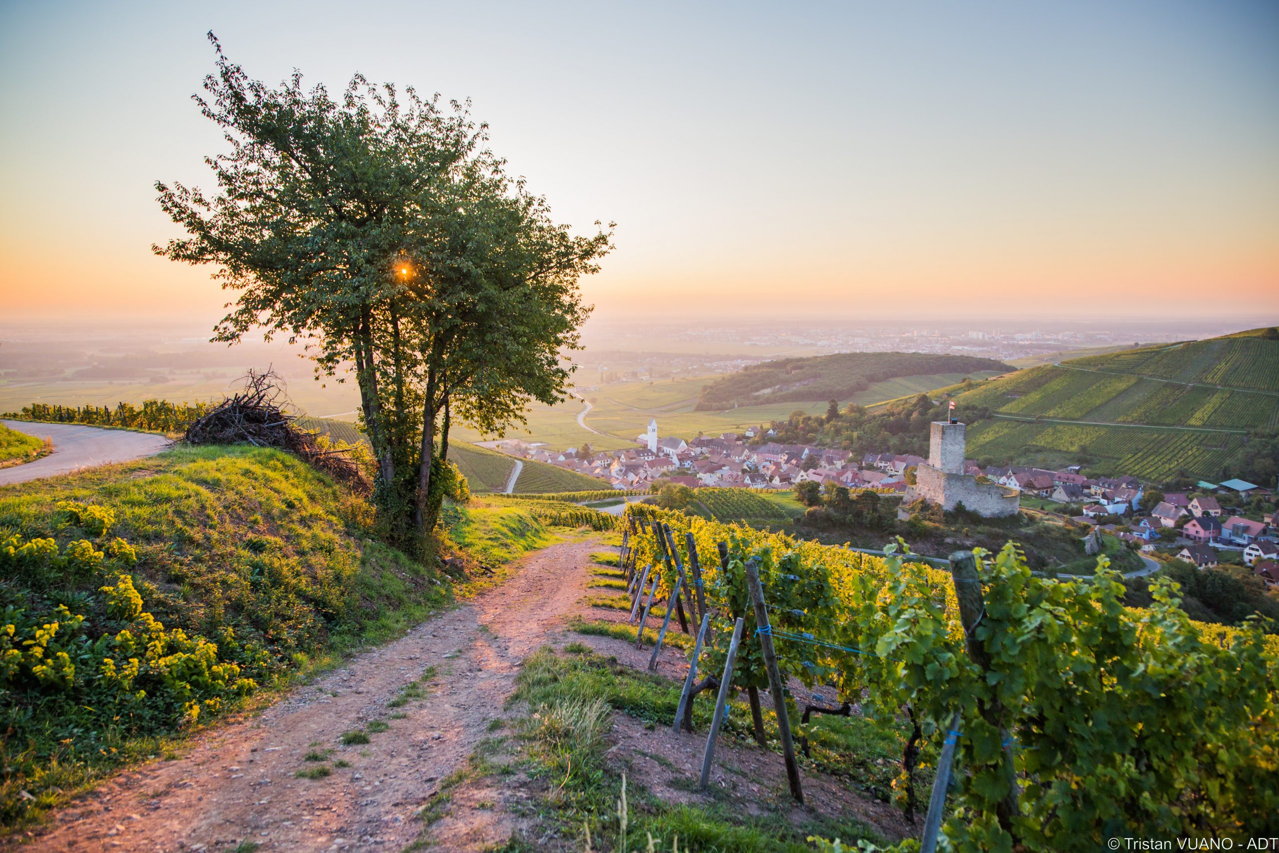 Des vacances au rythme des vignes dans le Grand Est | Explore Grand Est